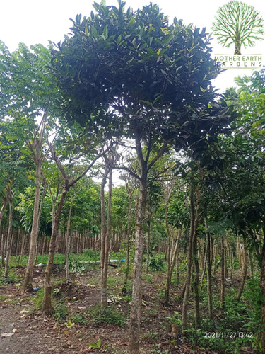 Lipote 2-3" cal. 3-4m ht. | Mother Earth Gardens