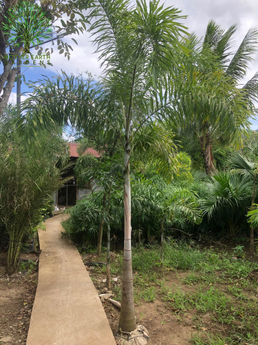 Foxtail palm 2-3m ht. | Mother Earth Gardens