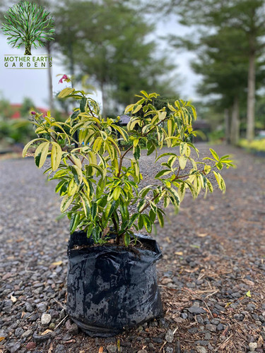 Ravenia | Mother Earth Gardens