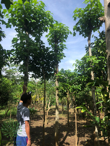 Lumbang 3-4m ht.2-3" cal. | Mother Earth Gardens