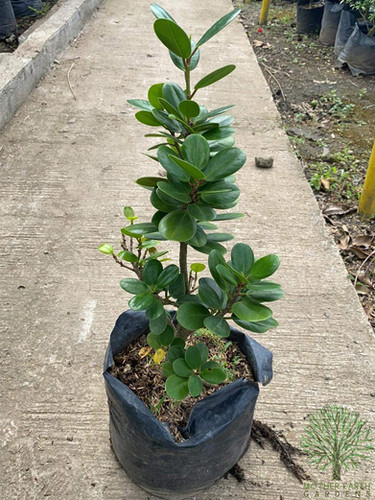Ficus nana 300mm ht. | Mother Earth Gardens