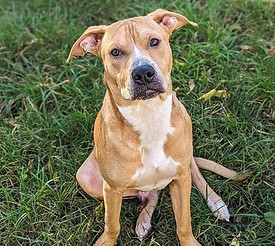 Adopt A Dog | Paws, Awes & Claws