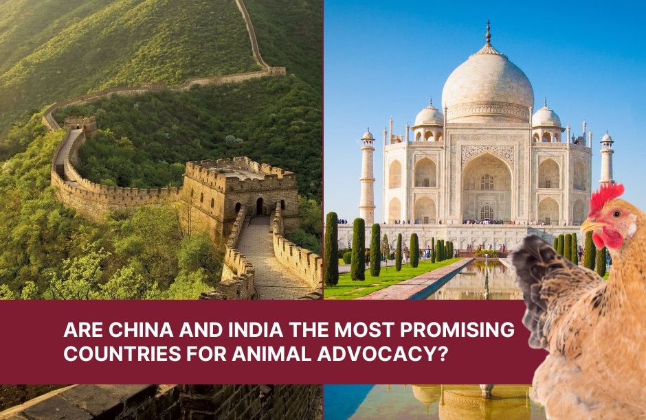 Are China and India the most promising countries for animal advocacy ...