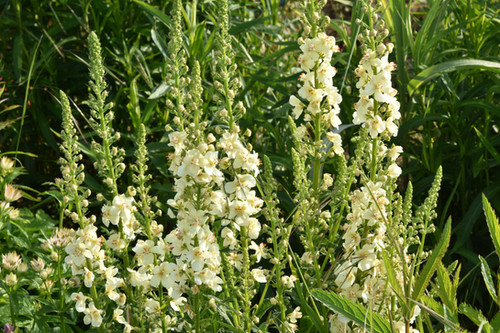 Verbascum phoeniceum ' Chantilly ' TM | Pépinière Delabroye