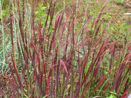 Panicum virgatum ' Hot Rod ' | Pépinière Delabroye