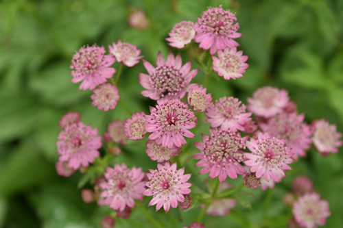 Astrantia ' Cerise Button' | Pépinière Delabroye