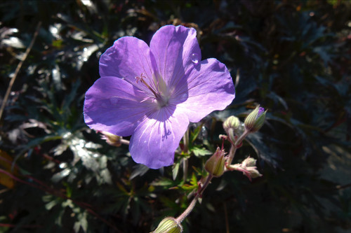 Geranium ' Femme Fatale ' | Pépinière Delabroye