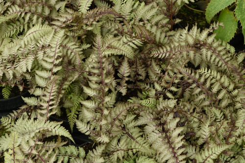 Athyrium niponicum 'Silver Falls' | Pépinière Delabroye