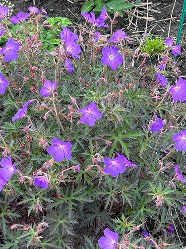 Geranium ' Femme Fatale ' | Pépinière Delabroye