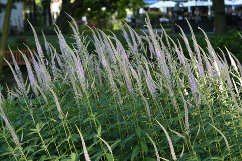 Veronicastrum japonicum ' White Apollo ' | Pépinière Delabroye