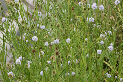 Succisella inflexa ' Frosted Pearls ' | Pépinière Delabroye