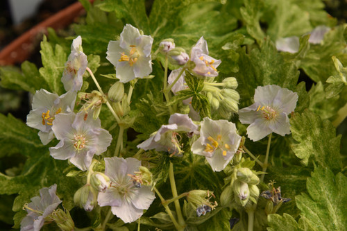 Geranium phaeum ' Green Ghost ' | Pépinière Delabroye
