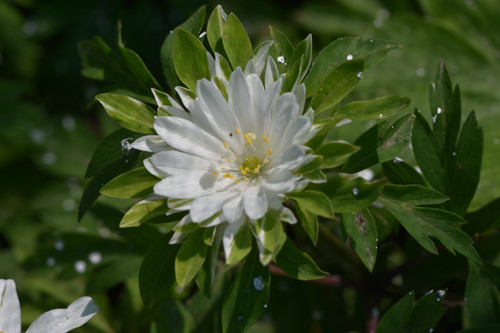 Anemone nemorosa ' Bracteata Plena ' | Pépinière Delabroye