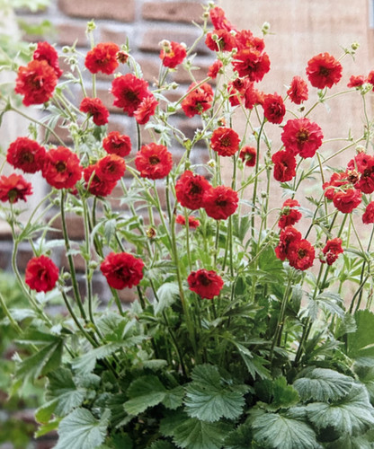Geum 'Firestarter' | Pépinière Delabroye