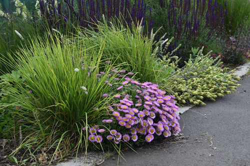Sesleria argentea (autumnalis ssp. Argentea ) | Pépinière Delabroye