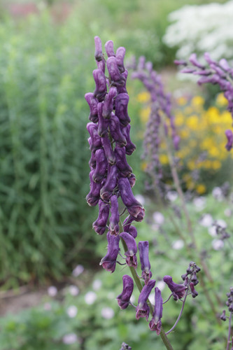 Aconitum ' Purple Sparrow' | Pépinière Delabroye