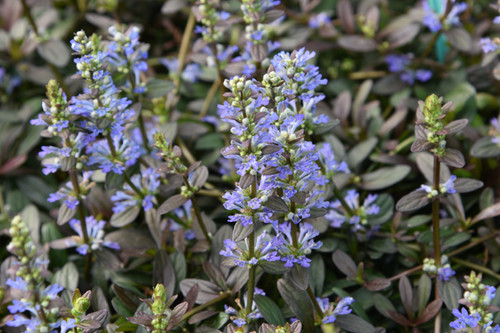 Ajuga reptans ' Nightingale' ® | Pépinière Delabroye