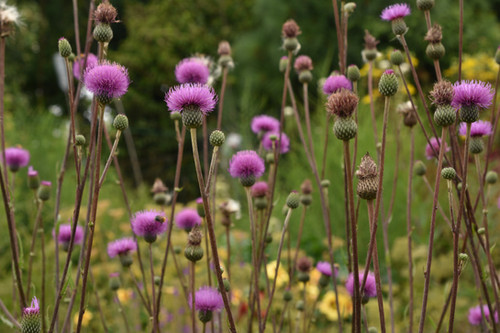 Cirsium canum | Pépinière Delabroye