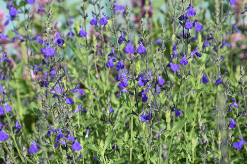 Salvia microphylla ' Blue Monrovia ' | Pépinière Delabroye