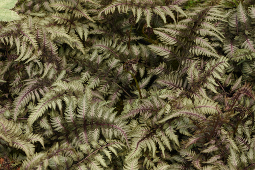 Athyrium niponicum ' Ursula's Red' | Pépinière Delabroye