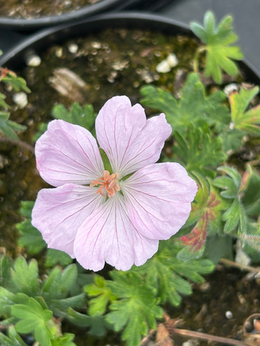 Geranium sanguineum 'Frivolius Pink' | Pépinière Delabroye