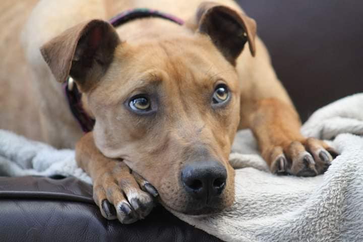 Jersey Rescue Dogs | Rehoming Of Dogs In Need