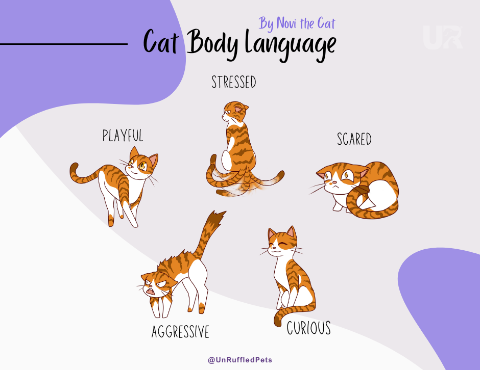 Cat Body Language: Understanding Your Feline Companion