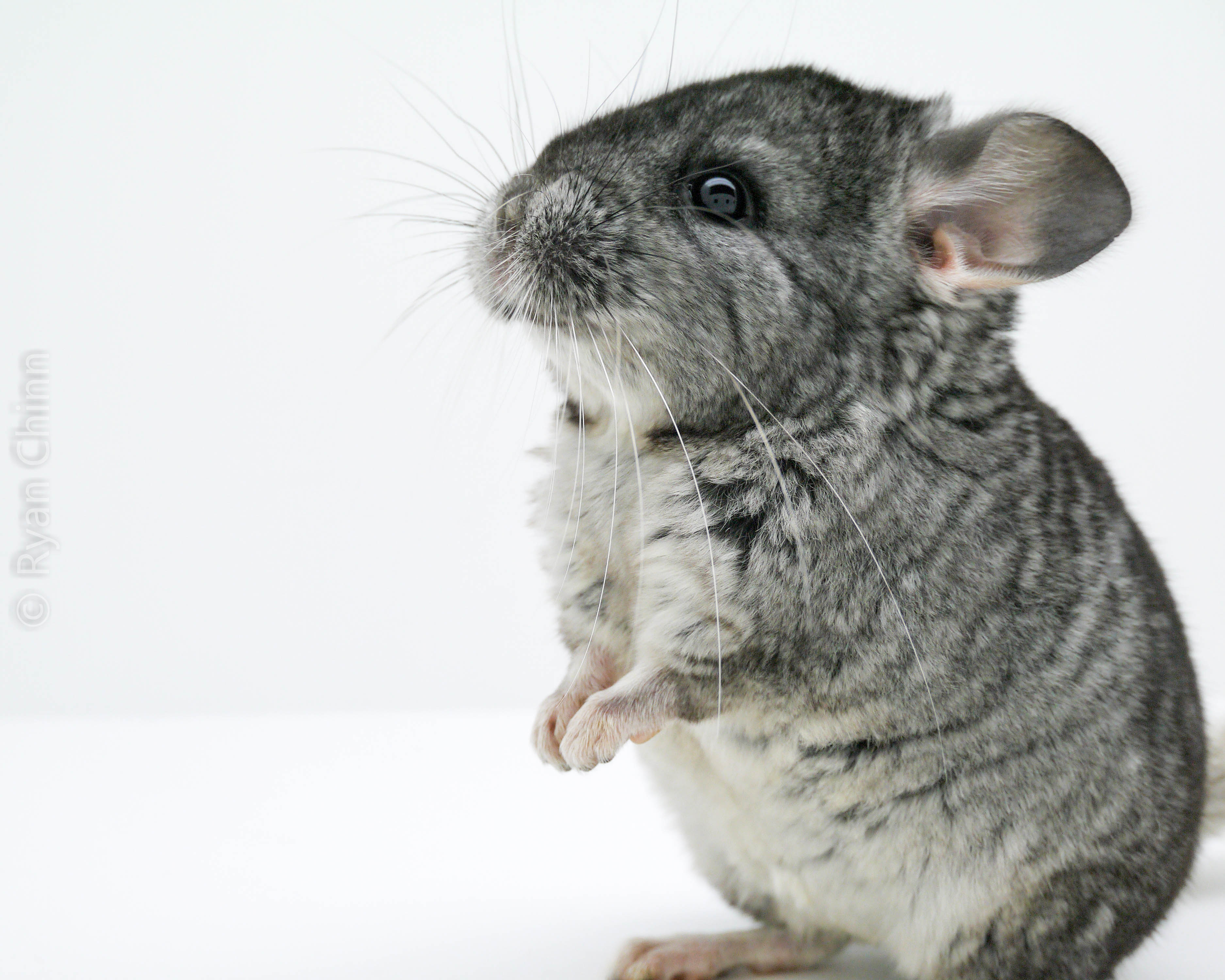 HOME | chinnschillaranch