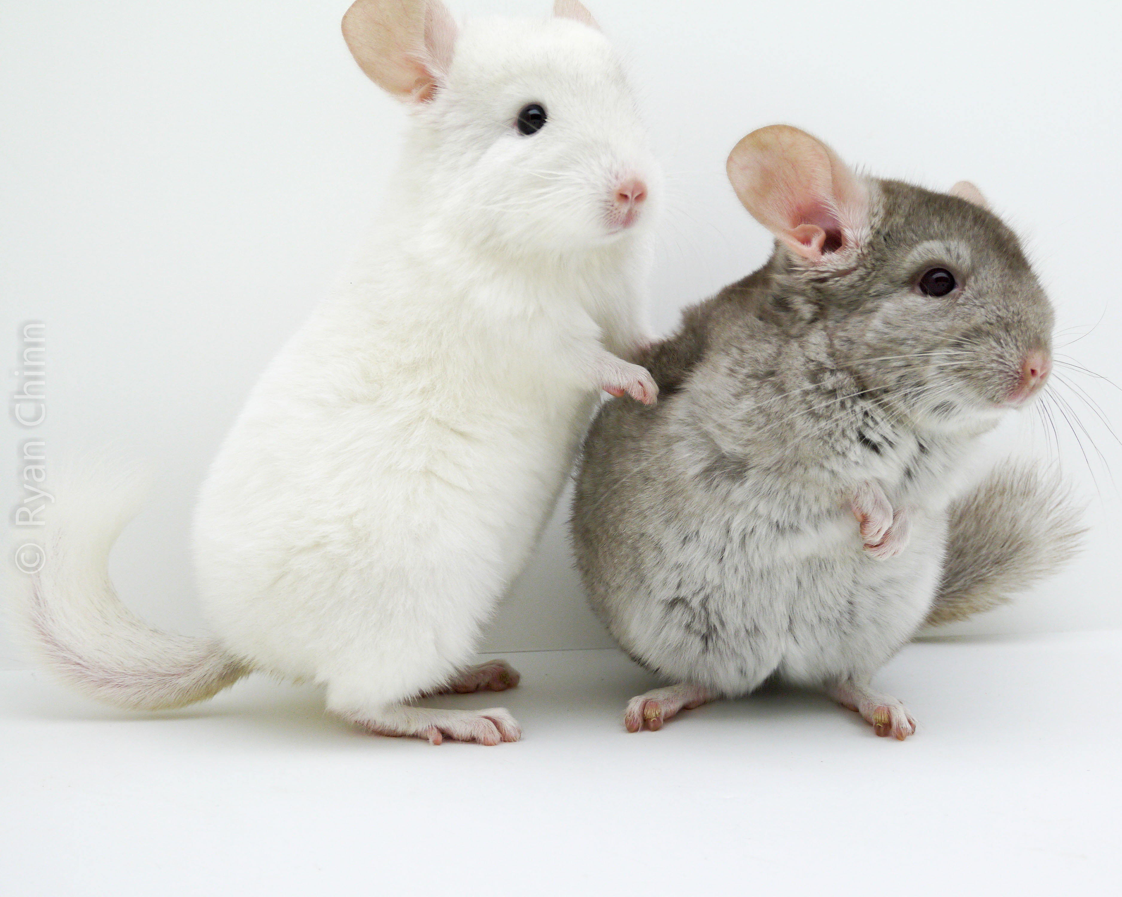 HOME | chinnschillaranch