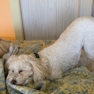 NorCal Poodle Rescue