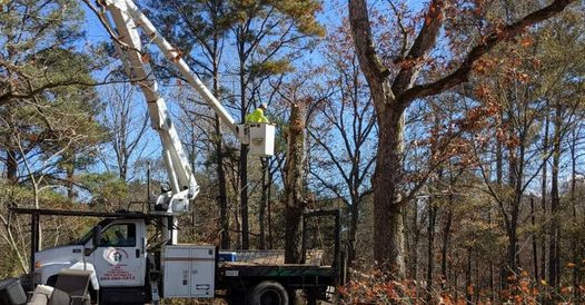 Tree Service Shelby County | Zamora Tree Service – AL