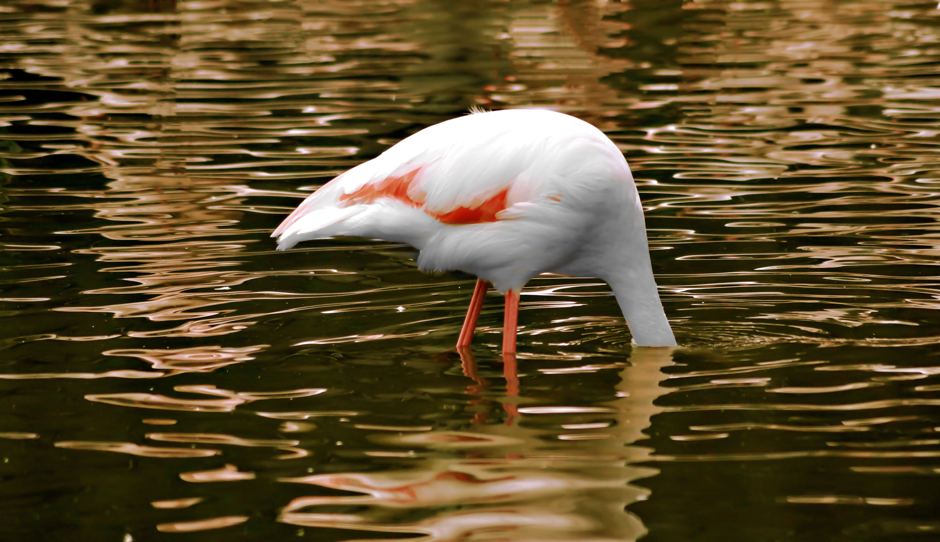 Sameh Refat Photography | Japan | The Life Studio | Nature