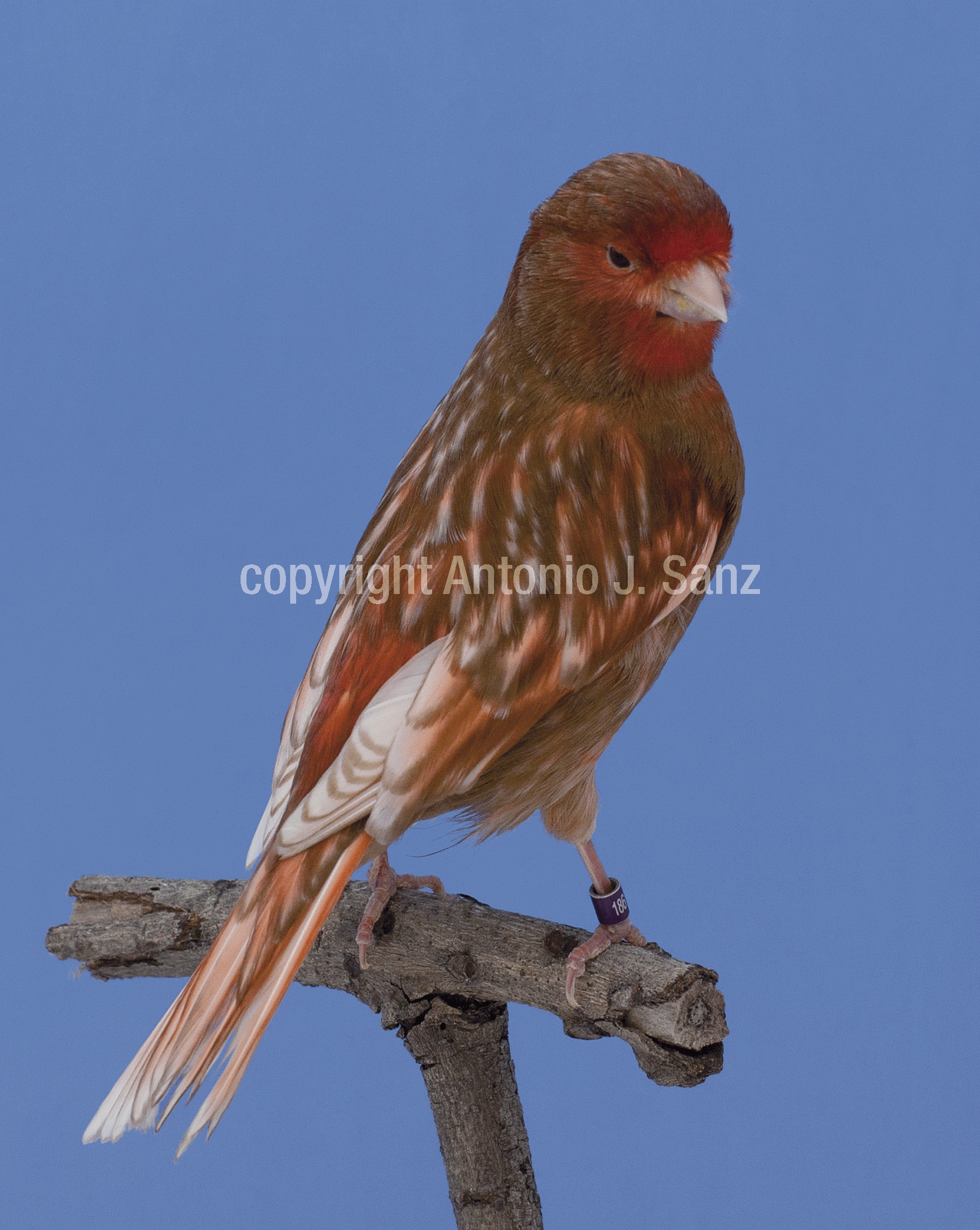 Phaeo Rojo Nevado | libros-engonari