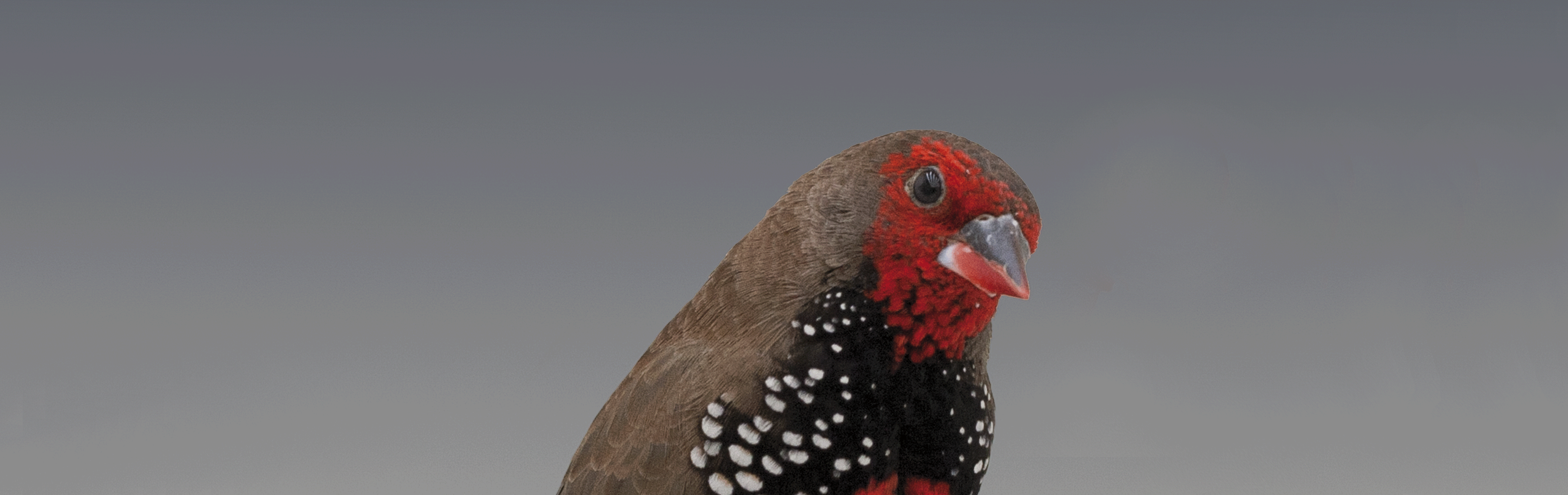 Libros Engonari Libros Y Fotografías De Ornitología