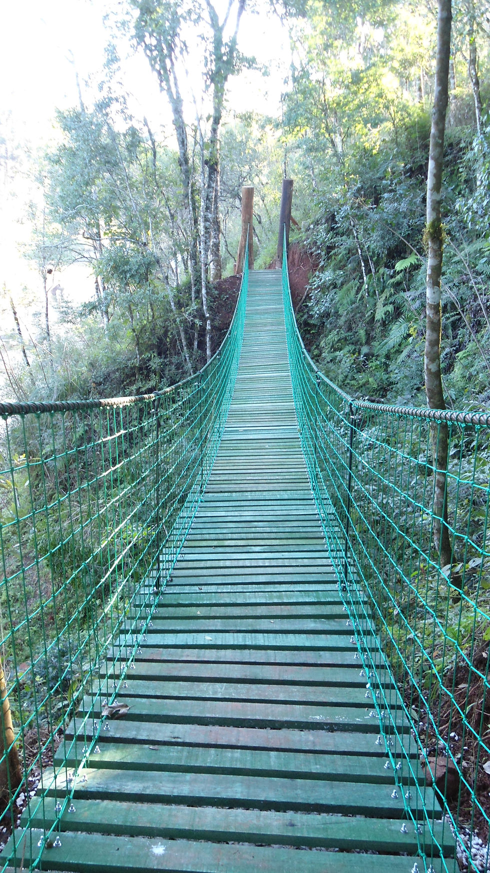 Trilha e Natureza | veredadasaraucarias