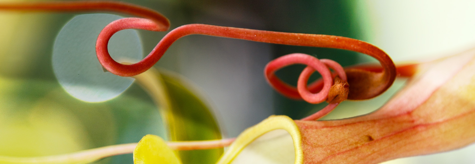 Ceretrieve | Complete Clot Trap | Israel