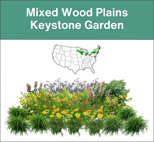HNP Mixed Wood Plains | Ecoplantia