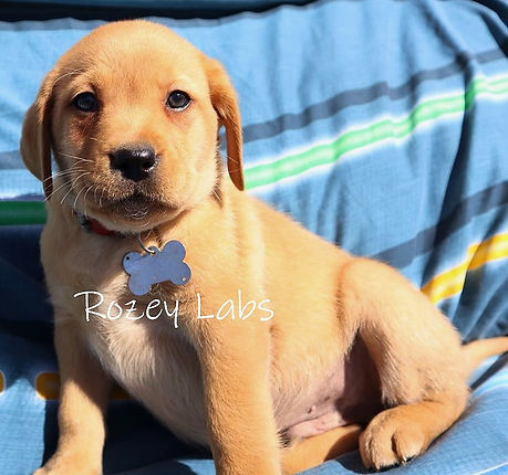 YELLOW LAB PUPPIES FOR SALE MICHIGAN | Rozey's Labrador