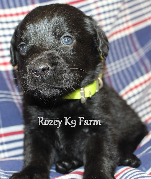 Black Lab Puppies For Sale | Rozey Labrador Retrievers