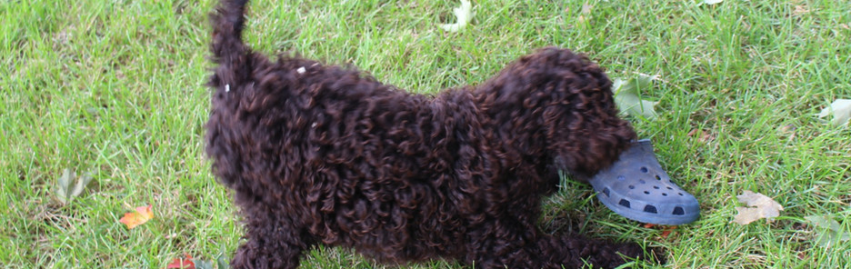 Poodle Parents | Rozy's Michigan Poodles | Grand Rapids MI