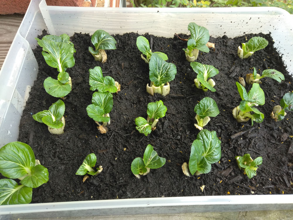 How to Regrow Pechay/Petchay (Bok Choy)