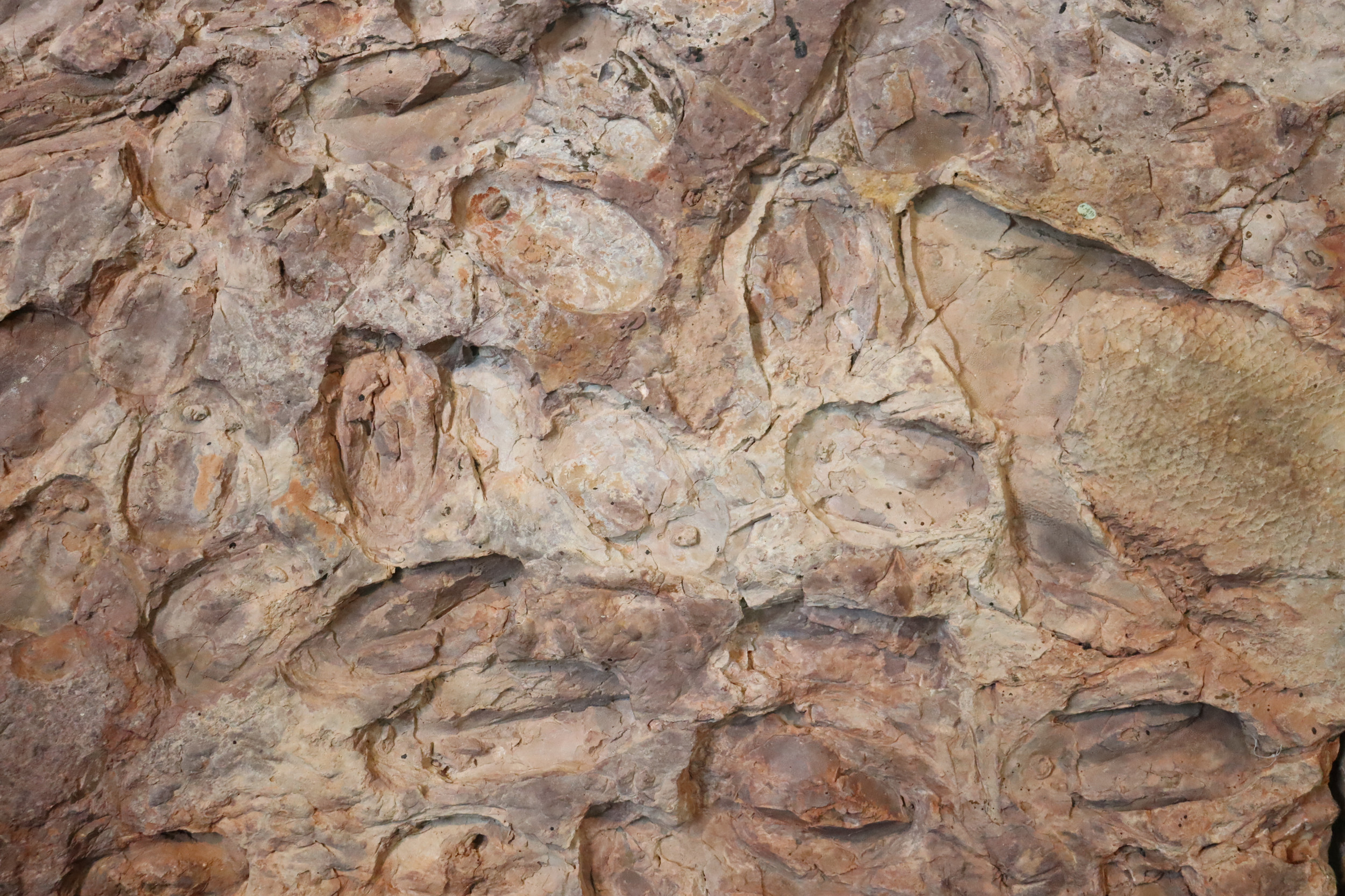 Fossils | The Age Of Fishes Museum