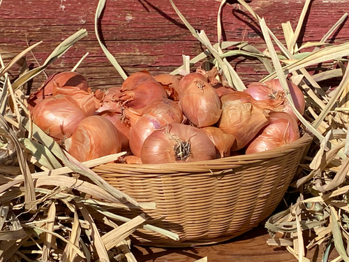 Dutch Red Seed Shallots | GreatNorthernGarlic