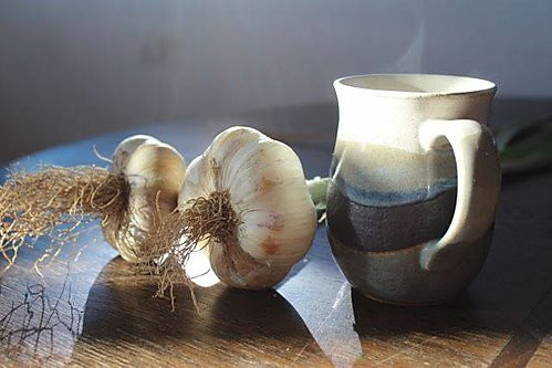 California Early | GreatNorthernGarlic