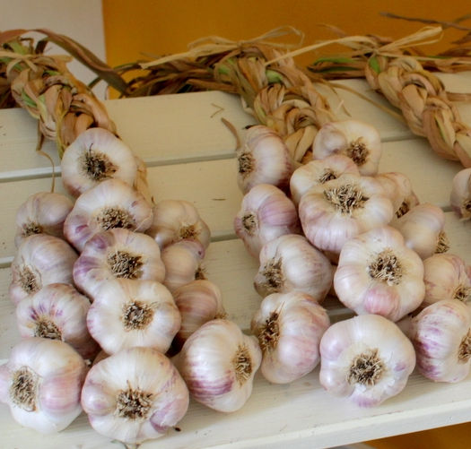 Seed Shop | GreatNorthernGarlic