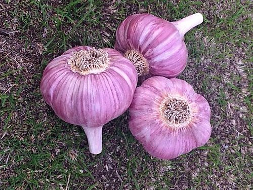 Persian Star | GreatNorthernGarlic