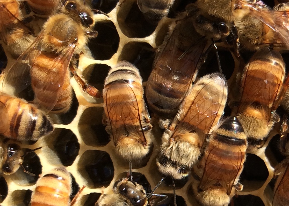 Fergo's Farm / Raw Honey / Beeswax / Southeastern Queensland