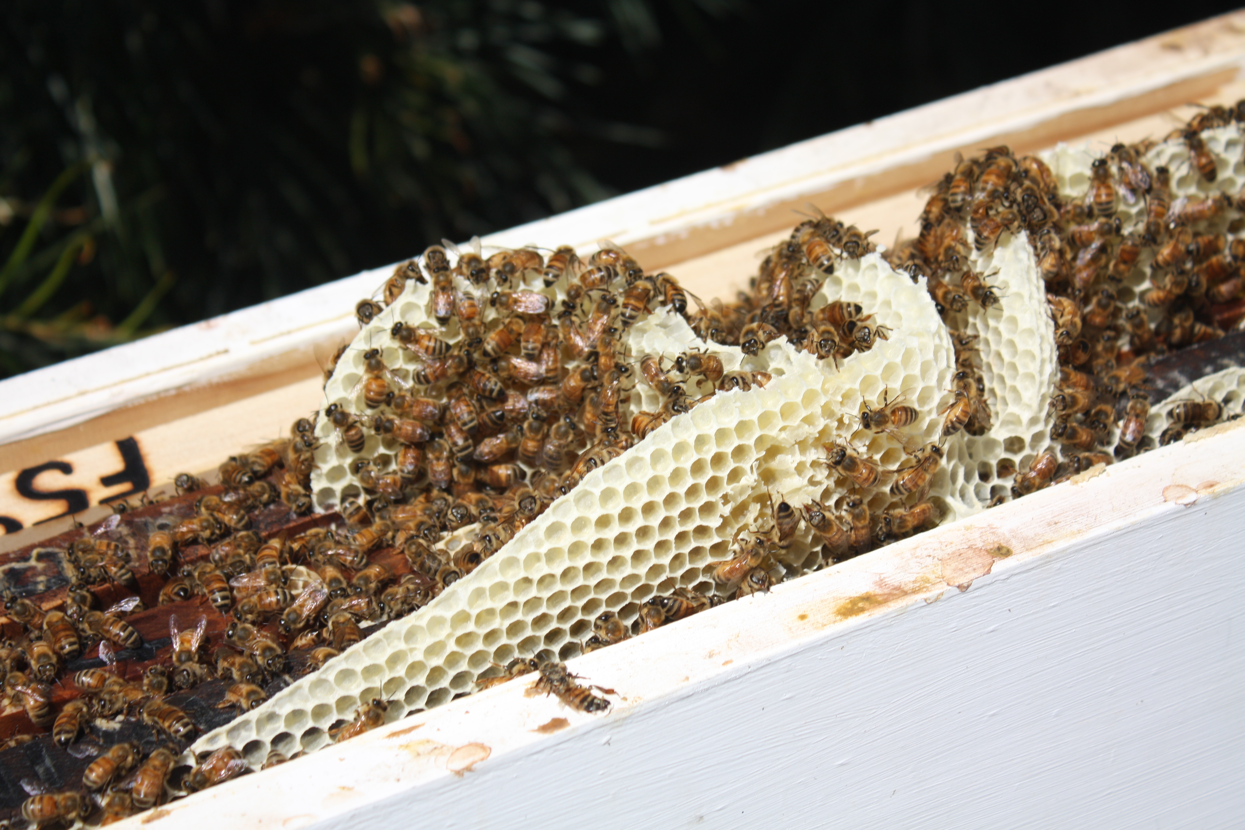 Fergo's Farm | Raw Honey / South-East Queensland