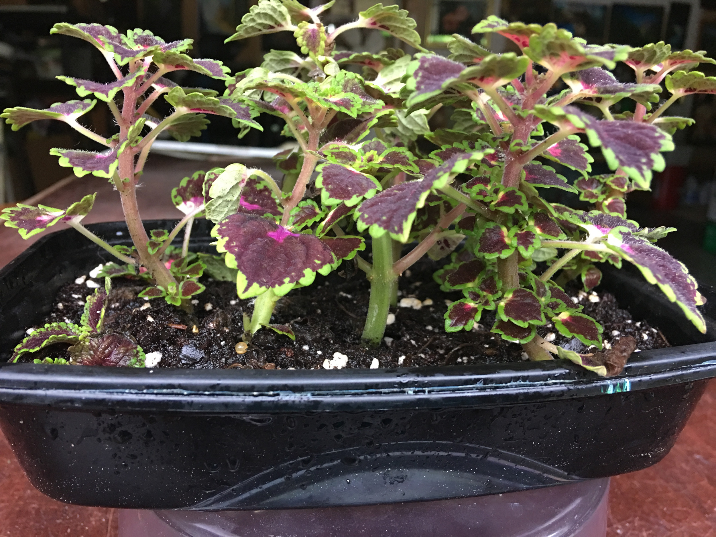 Coleus - Wizard Scarlet | DENNIS PLANT GARDEN