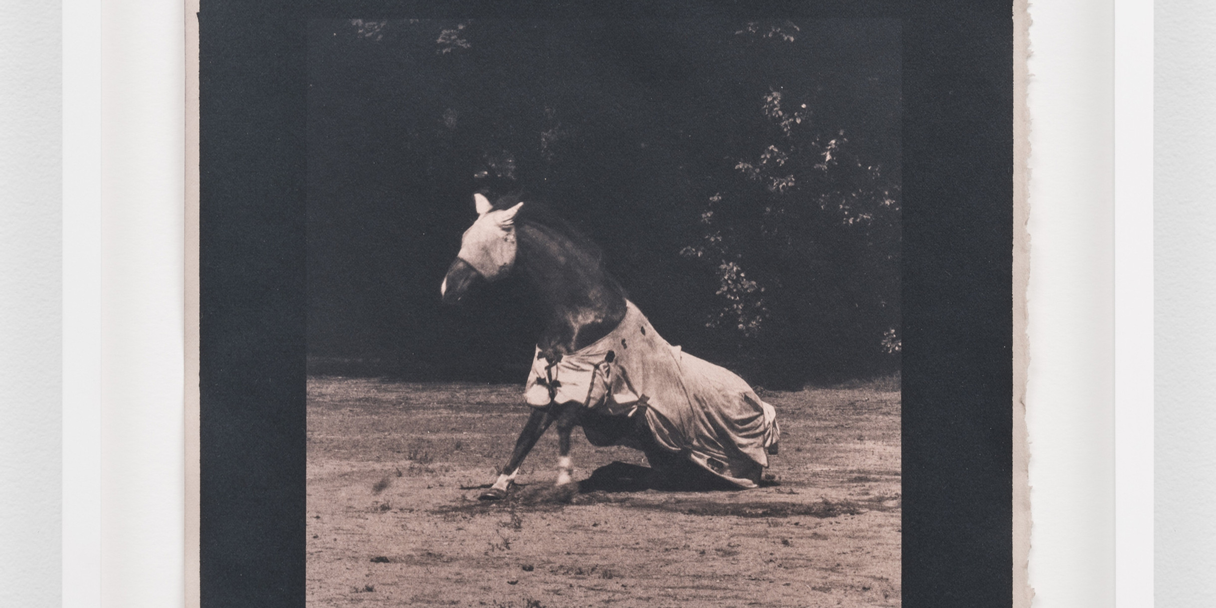 Morning Dew: Cyanotype & Natural Toners | PHA Learning